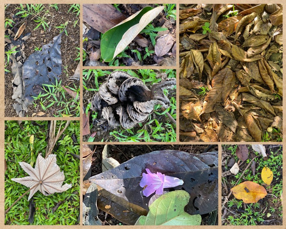 The beauty of decay and the possibilities in death - Heather Plett